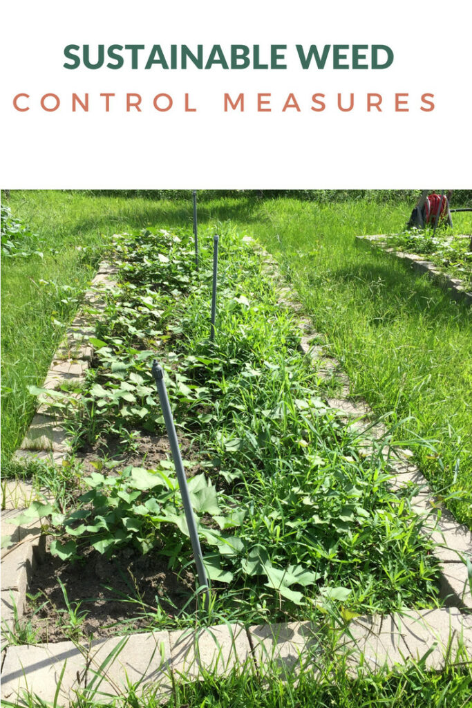 Sustainable Weed Control Measures - Pilar's Chilean Food & Garden