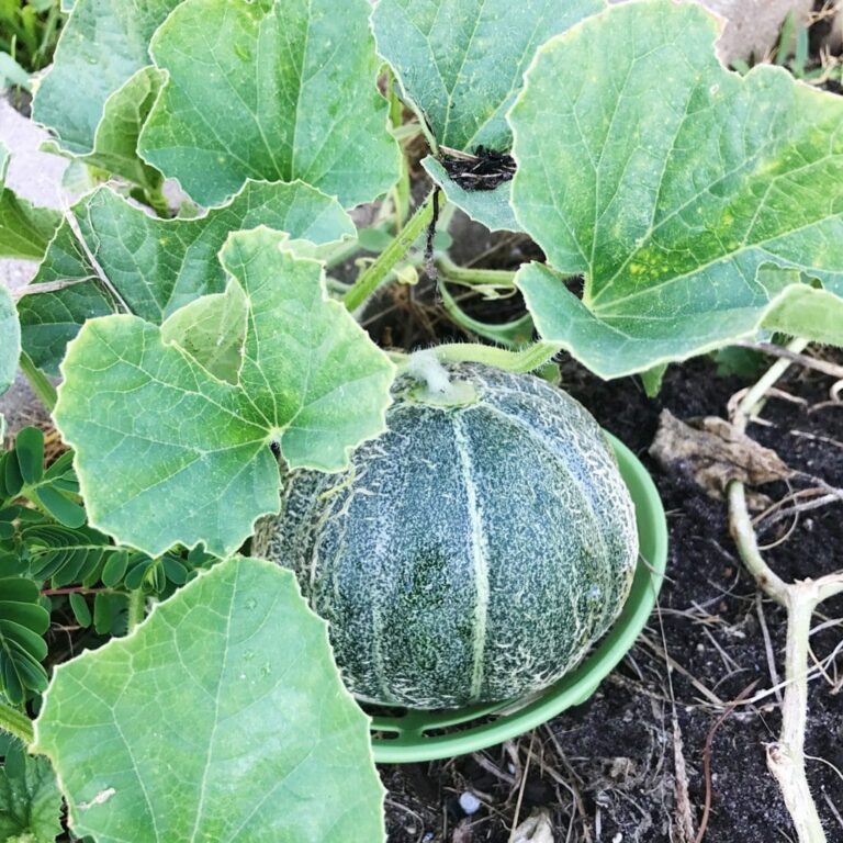 How to Grow Melons and Watermelons in Houston - Pilar's Chilean Food ...