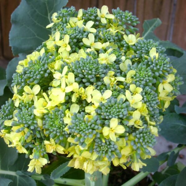 How to Grow Broccoli, Cabbage and, Cauliflower in Houston - Pilar's ...