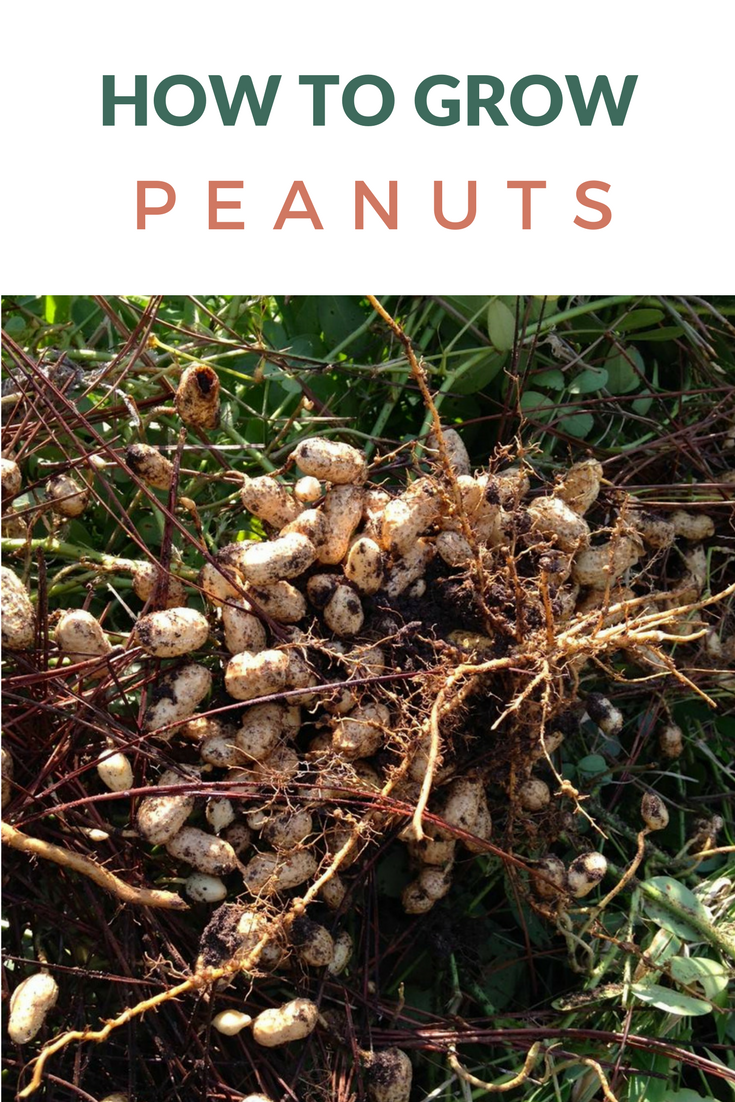 How to Grow Peanuts in Houston - Pilar's Chilean Food & Garden