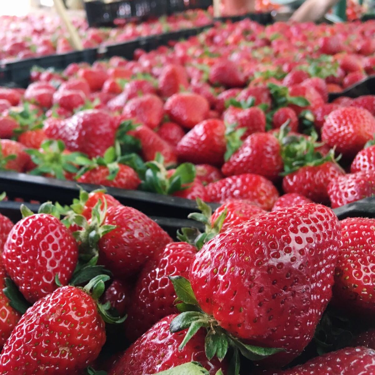 Clery Strawberry White Wine Punch - Pilar's Chilean Food & Garden