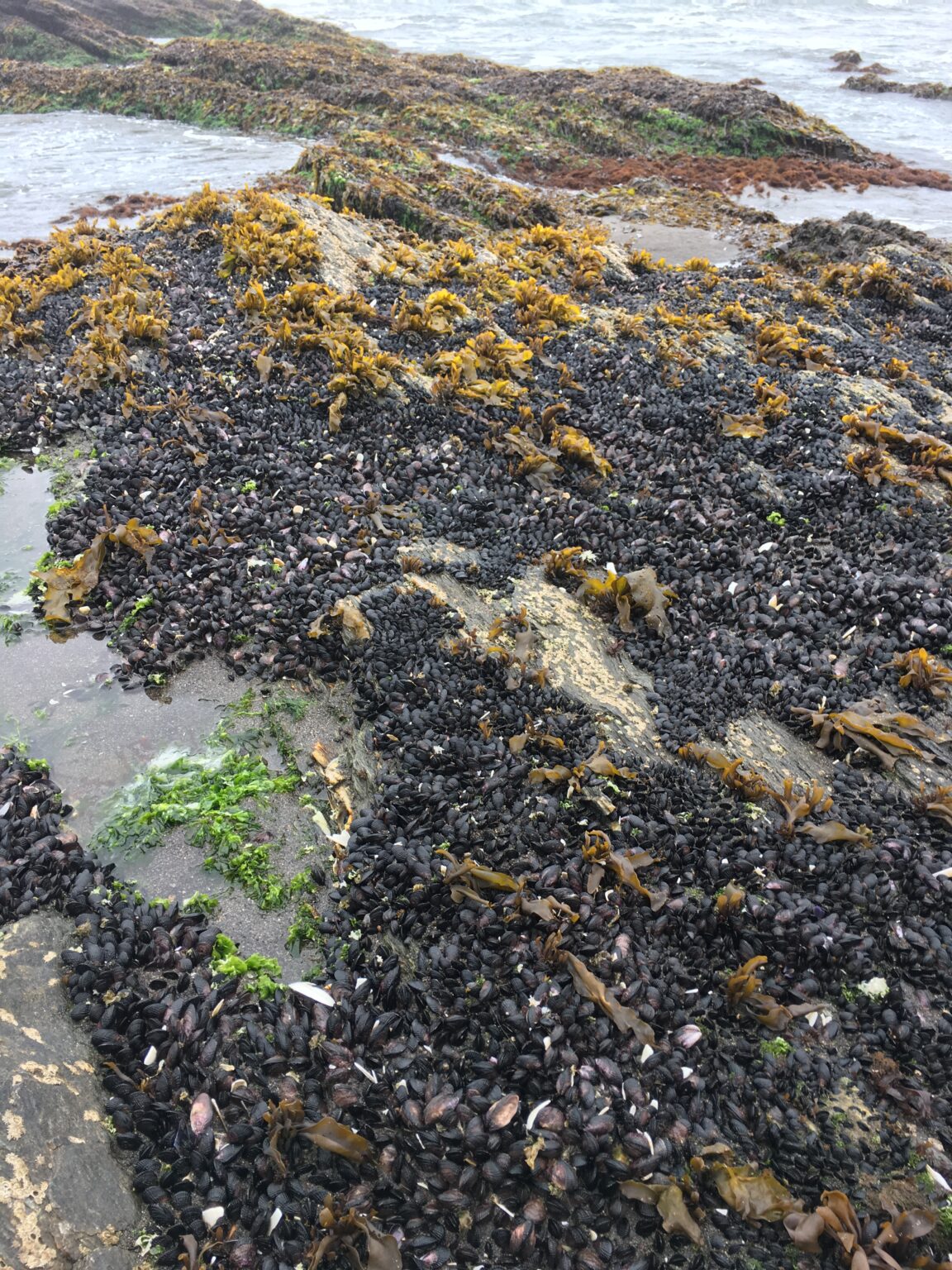 Chilean Seafood - Pilar's Chilean Food & Garden