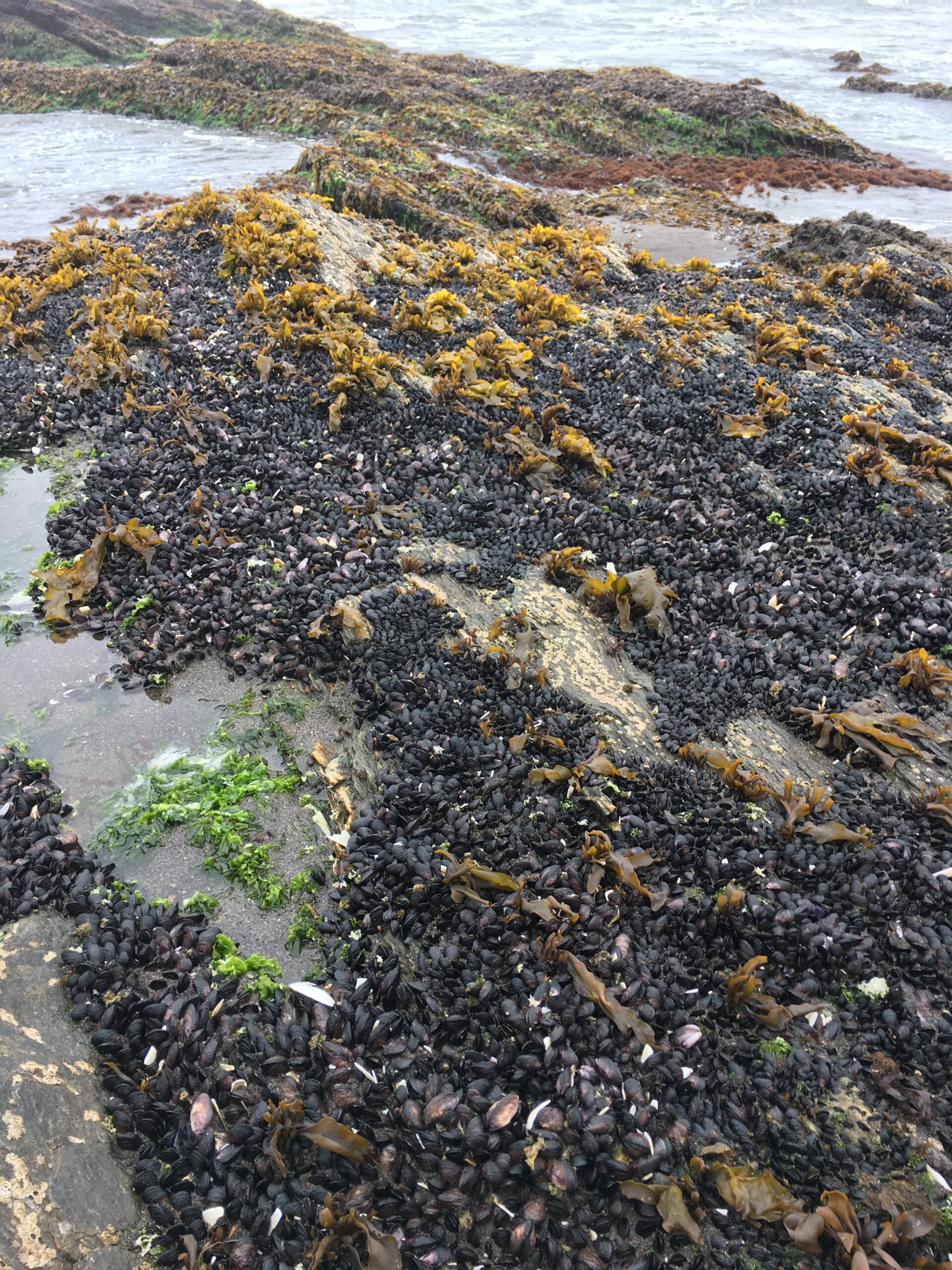 Chilean Seafood - Pilar's Chilean Food & Garden